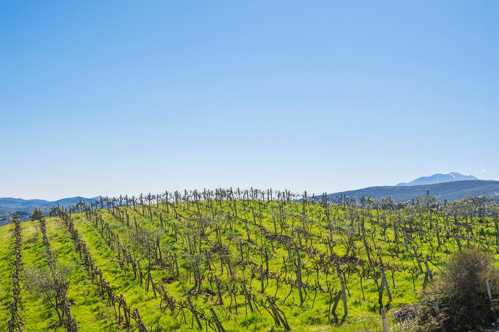 A Taste of Albania: The Ancient Wine Land You’ve Never Heard Of (But ...